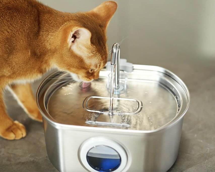 Pet Water Oasis – tailsandpets